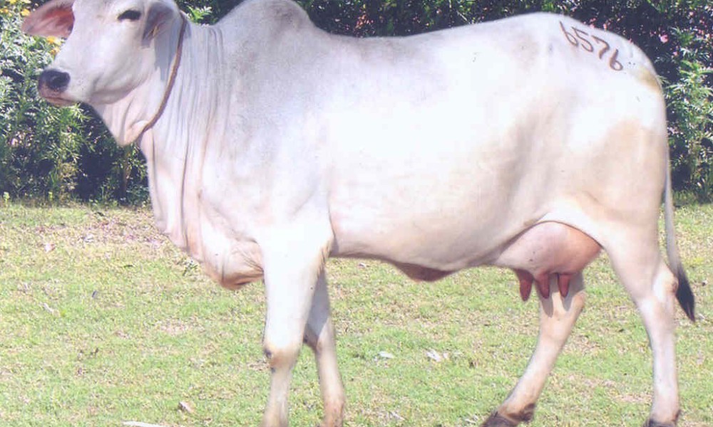Indian cooperatives to market indigenous cows’ milk