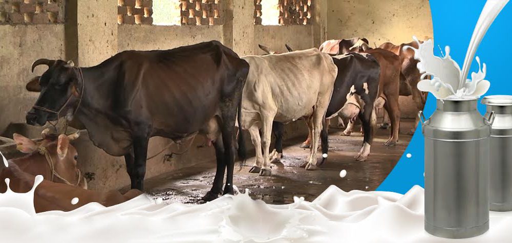 World Milk Day: 10 interesting facts on milk production